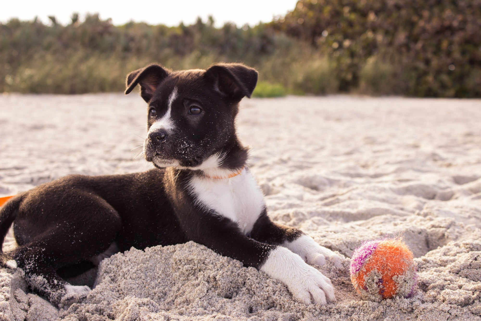Hundehalter in Europa: Wo leben die meisten (und wenigsten) Hunde?