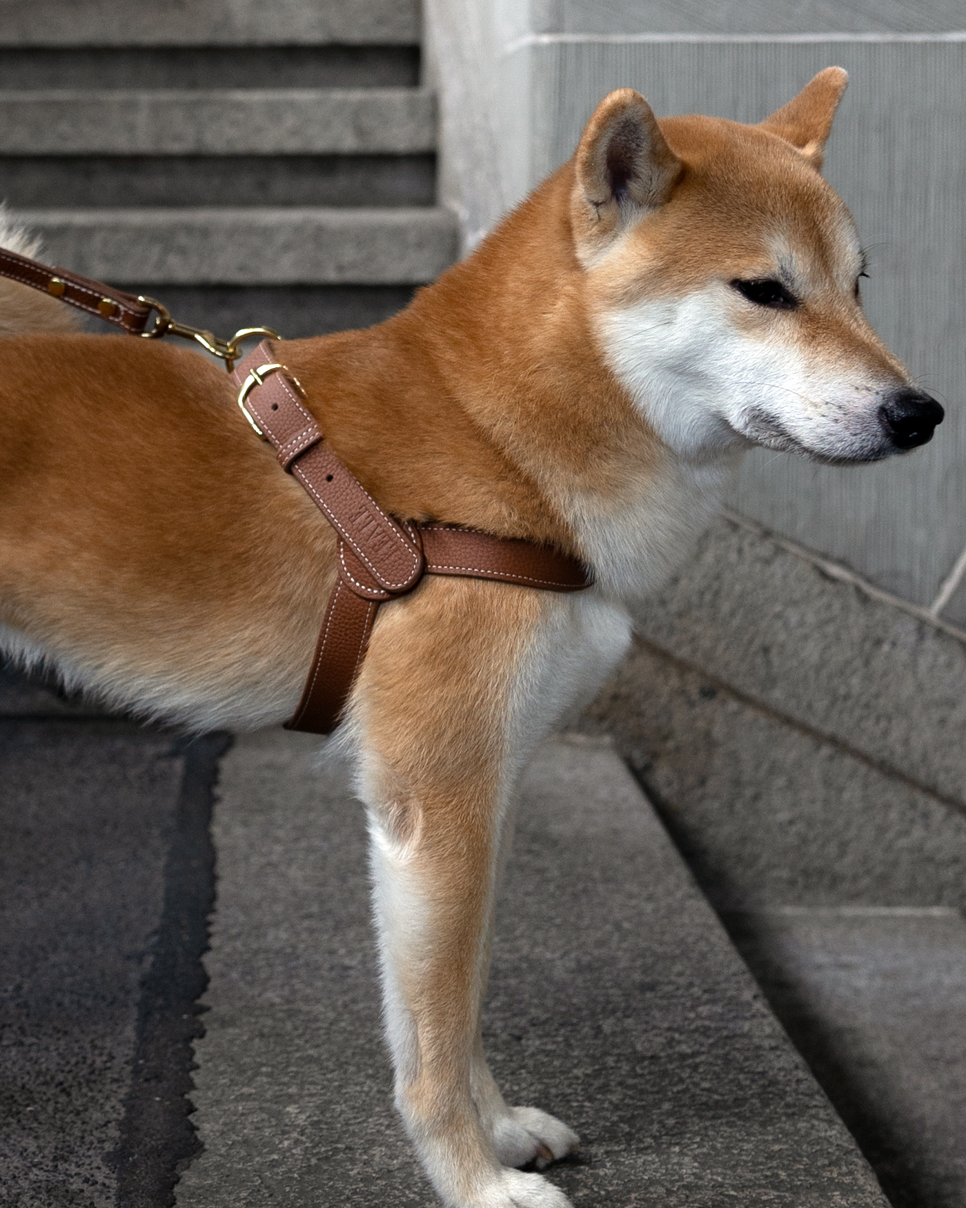 Premium Dog Accessories from Zurich - LEALE